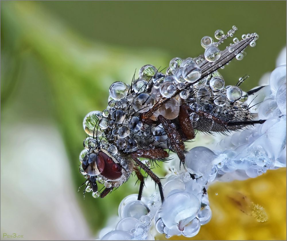 Waterfly Foto & Bild | tiere, wildlife, insekten Bilder auf fotocommunity