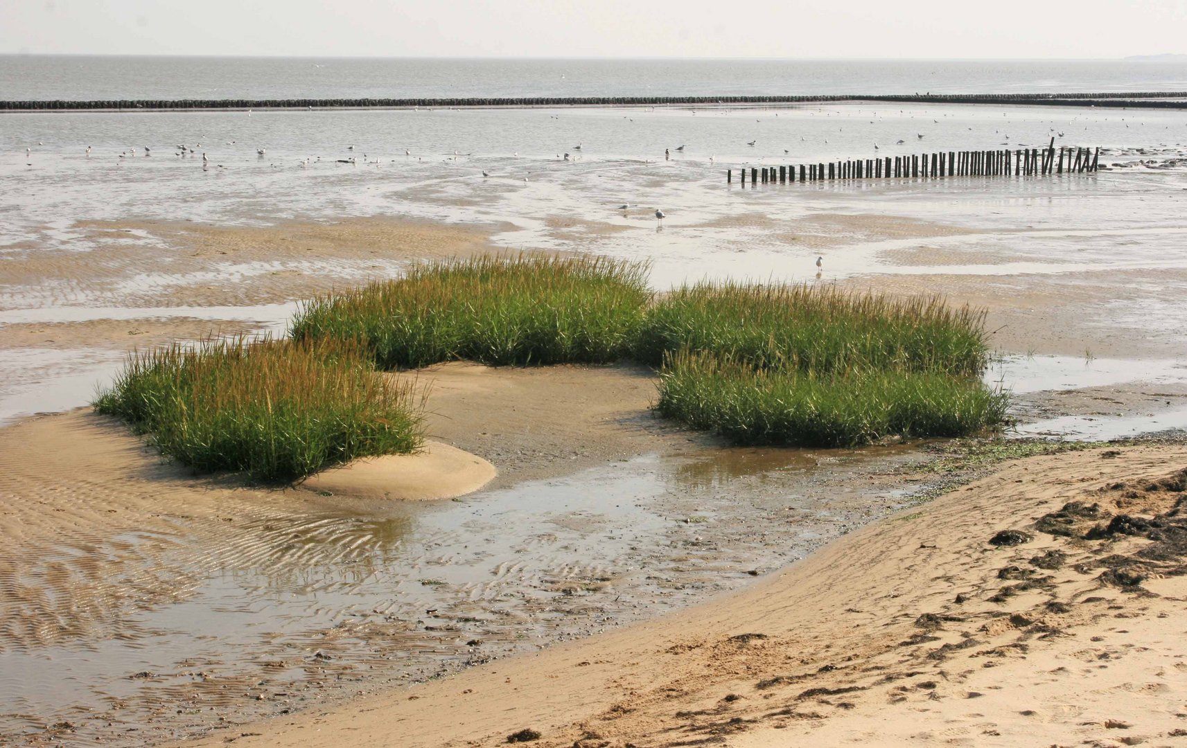 Wattenmeer Sylt Foto & Bild | landschaft, meer & strand, watt Bilder auf fotocommunity