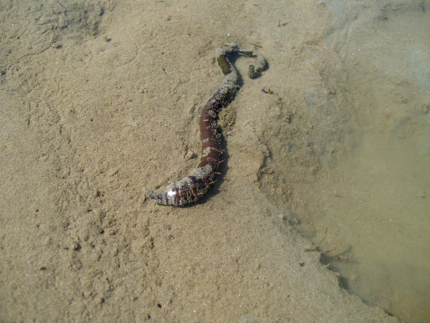 Wattwurm Foto & Bild | landschaft, meer & strand, watt Bilder auf ...