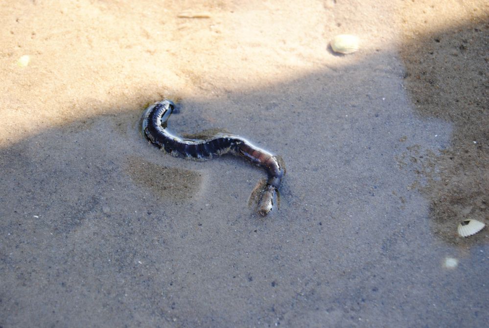 Wattwurm Foto & Bild | tiere, wildlife, wildlife: sonstige tiere Bilder ...