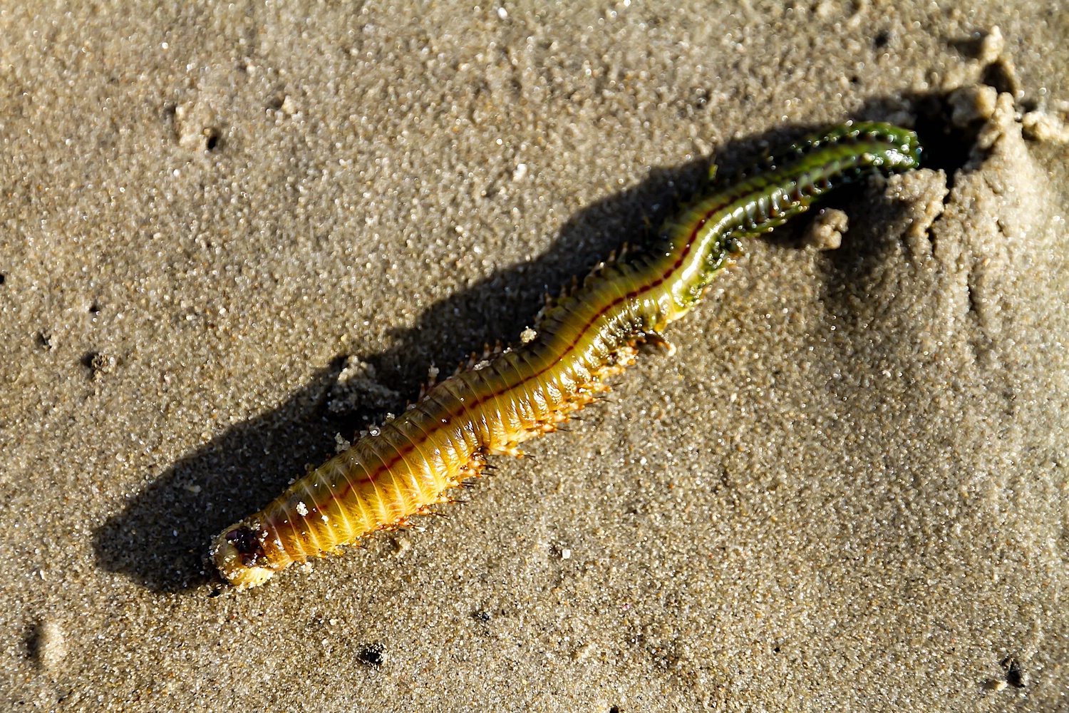 Wattwurm Foto & Bild | urlaub, fotos, world Bilder auf fotocommunity