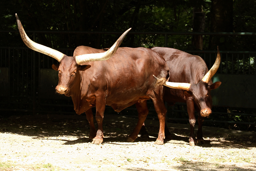 Watussi Rinder Foto & Bild | tiere, zoo, wildpark & falknerei ...