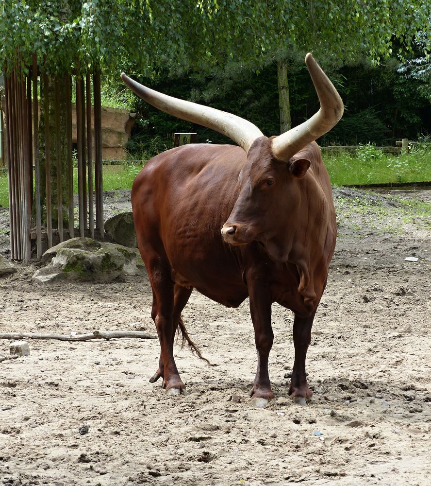 Watussirind Foto & Bild | tiere, zoo, wildpark & falknerei, säugetiere ...