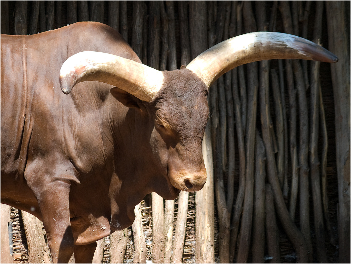 Watussirind Foto & Bild | tiere, zoo, wildpark & falknerei, säugetiere ...