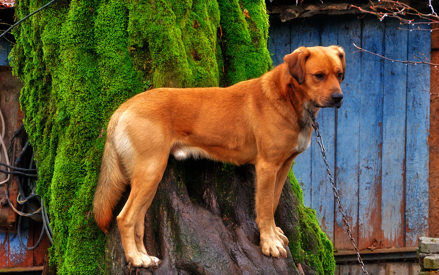 WauWau Foto & Bild | tiere, haustiere, hunde Bilder auf fotocommunity