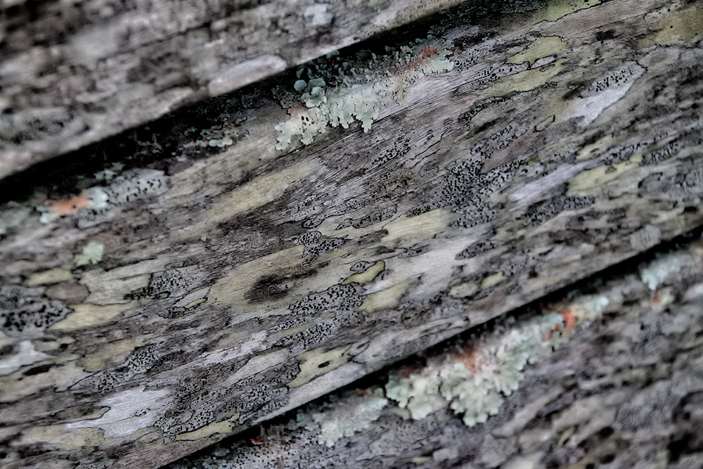 weather-beaten Foto & Bild | north america, united states, florida ...