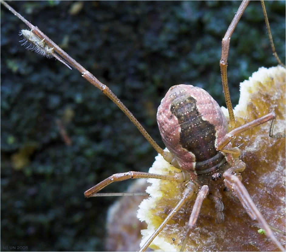 Webbi hat nen Floh ;o) Foto & Bild | tiere, wildlife, spinnen Bilder ...