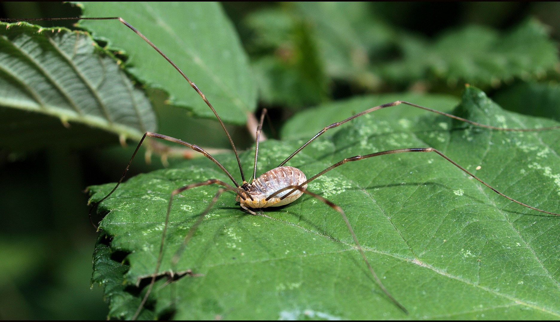 Weberknecht Foto & Bild | tiere, wildlife, spinnen Bilder auf fotocommunity