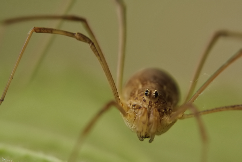 Weberknecht 1 Foto & Bild | tiere, wildlife, insekten Bilder auf ...