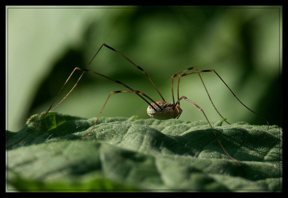 Weberknecht Foto & Bild | tiere, wildlife, spinnen Bilder auf fotocommunity