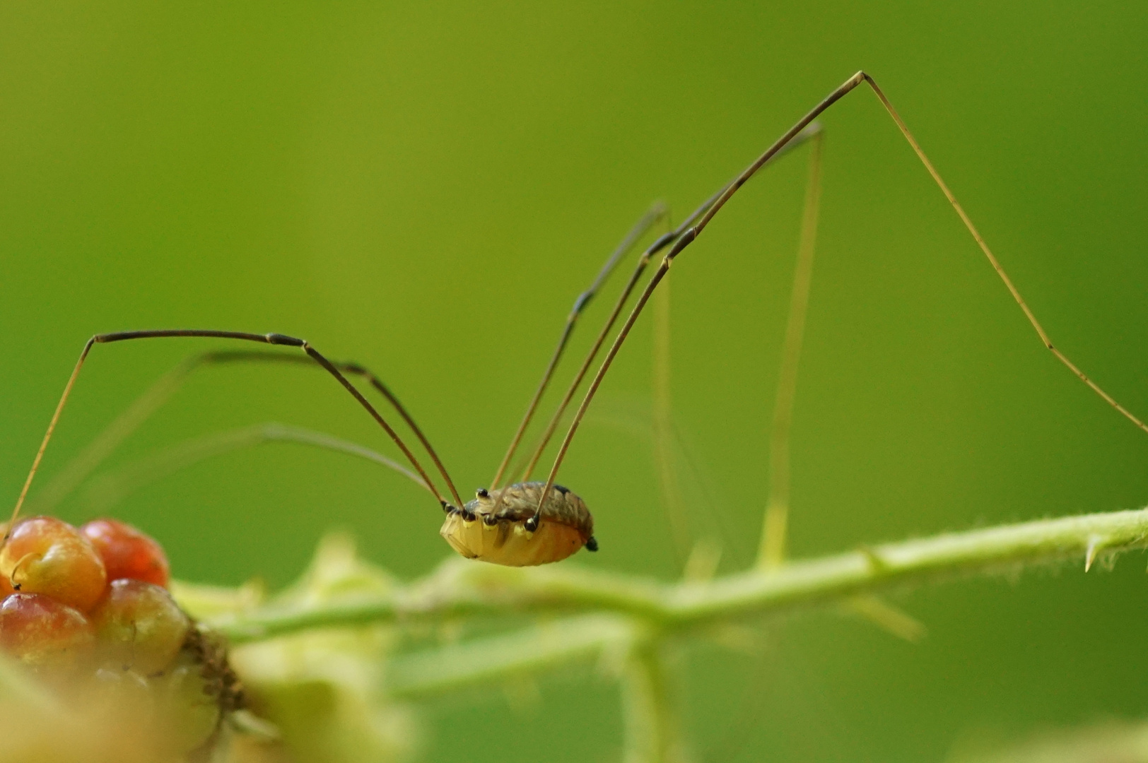 Weberknecht Foto & Bild | sommer, makro, nahaufnahme Bilder auf ...
