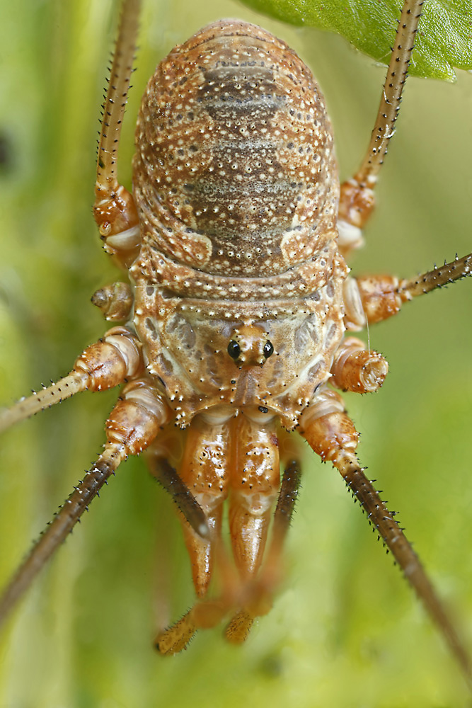 Weberknecht Foto & Bild | tiere, wildlife, spinnen Bilder auf fotocommunity