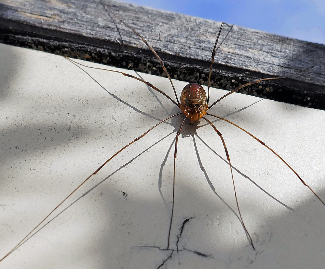 Weberknecht... Foto & Bild | tiere, wildlife, spinnen Bilder auf ...