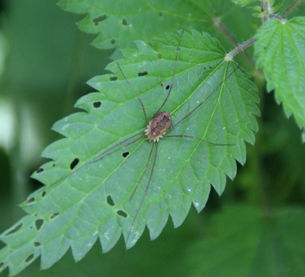 Weberknecht Foto & Bild | andere tiere, natur, tiere Bilder auf ...