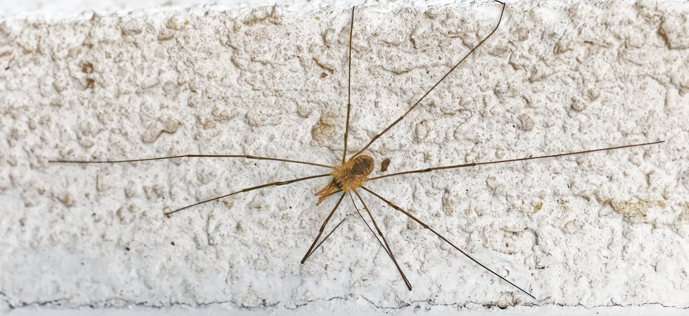 Weberknecht Foto & Bild | natur, tiere, deutschland Bilder auf ...
