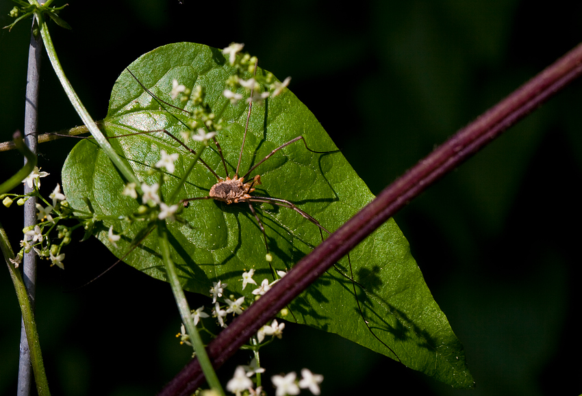 Weberknecht Foto & Bild | tiere, wildlife, spinnen Bilder auf fotocommunity