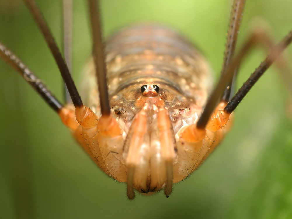 Weberknecht Foto & Bild | tiere, wildlife, spinnen Bilder auf fotocommunity