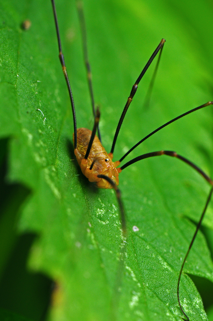 Weberknecht Foto & Bild | tiere, wildlife, spinnen Bilder auf fotocommunity