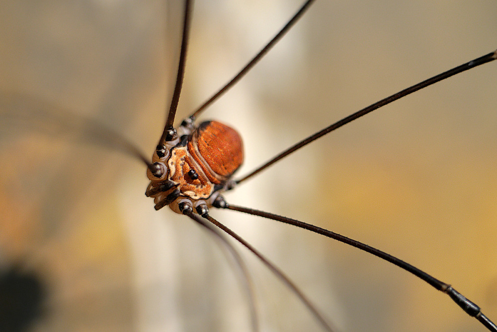 Weberknecht Foto & Bild | tiere, wildlife, spinnen Bilder auf fotocommunity