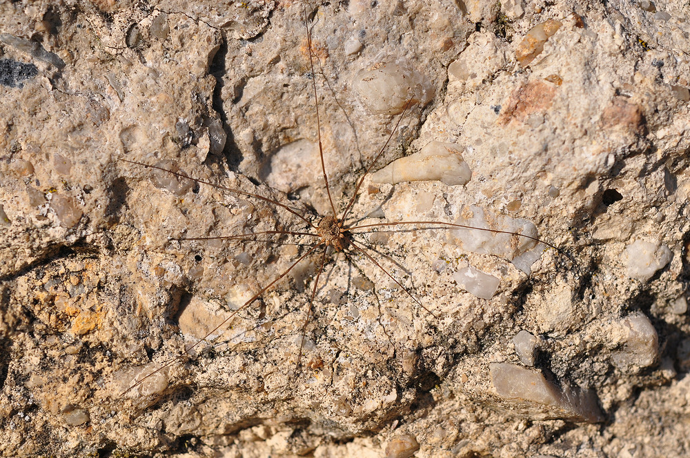 Weberknecht........ Foto & Bild | tiere, wildlife, spinnen Bilder auf ...