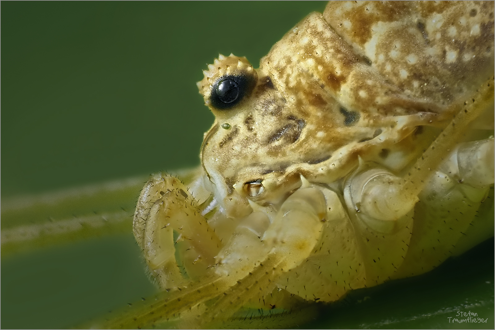 Weberknecht Foto & Bild | tiere, wildlife, spinnen Bilder auf fotocommunity