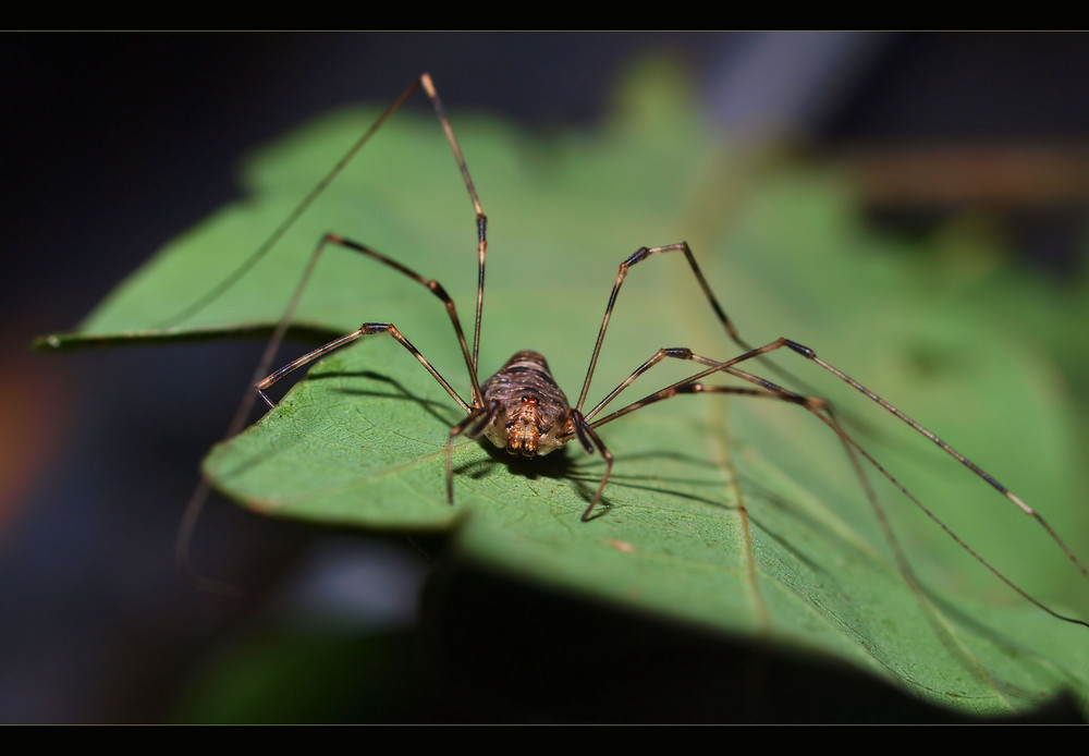 Weberknecht Foto & Bild | tiere, wildlife, spinnen Bilder auf fotocommunity