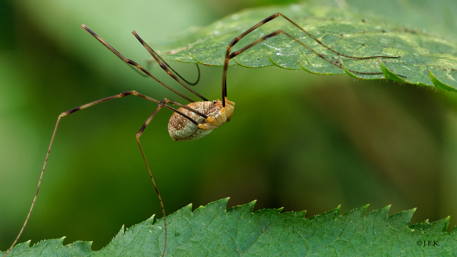 Weberknecht Foto & Bild | insekten, weberknecht, spinnentiere Bilder ...