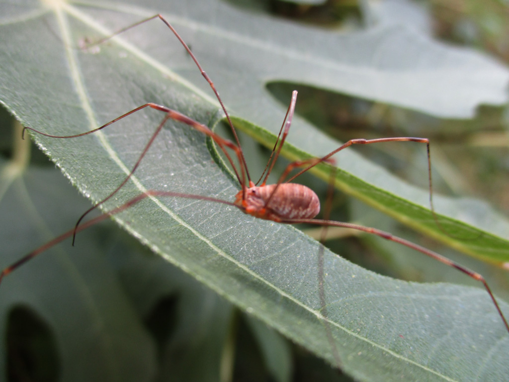 Weberknecht Foto & Bild | andere tiere, natur, tiere Bilder auf ...