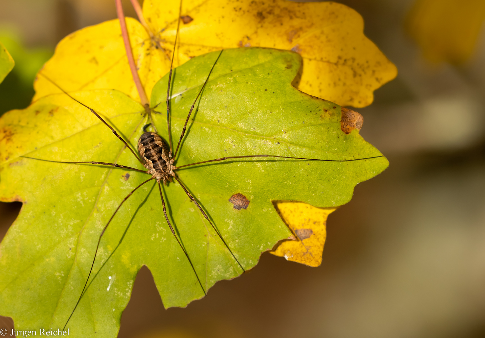 Weberknecht Foto & Bild | natur, insekten, tiere Bilder auf fotocommunity