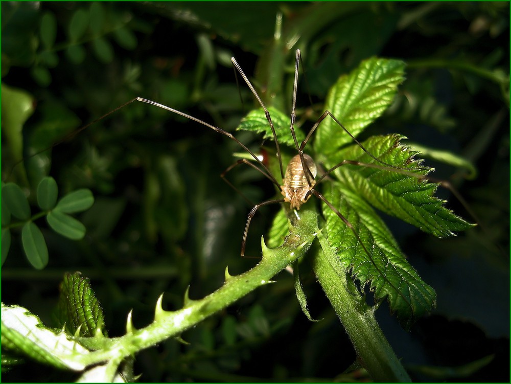 Weberknecht... Foto & Bild | tiere, wildlife, spinnen Bilder auf ...