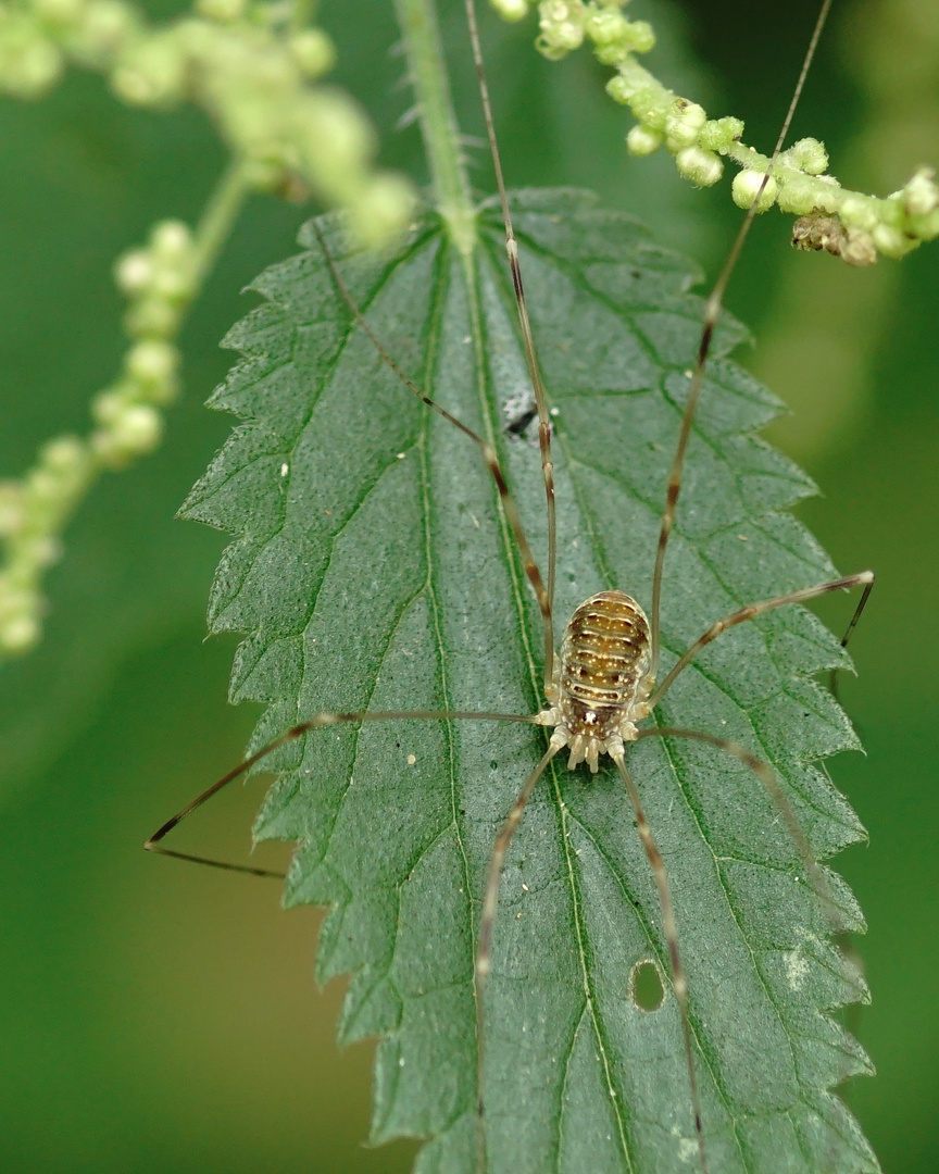 Weberknecht Foto & Bild | spinne, brennessel, weberknecht Bilder auf ...