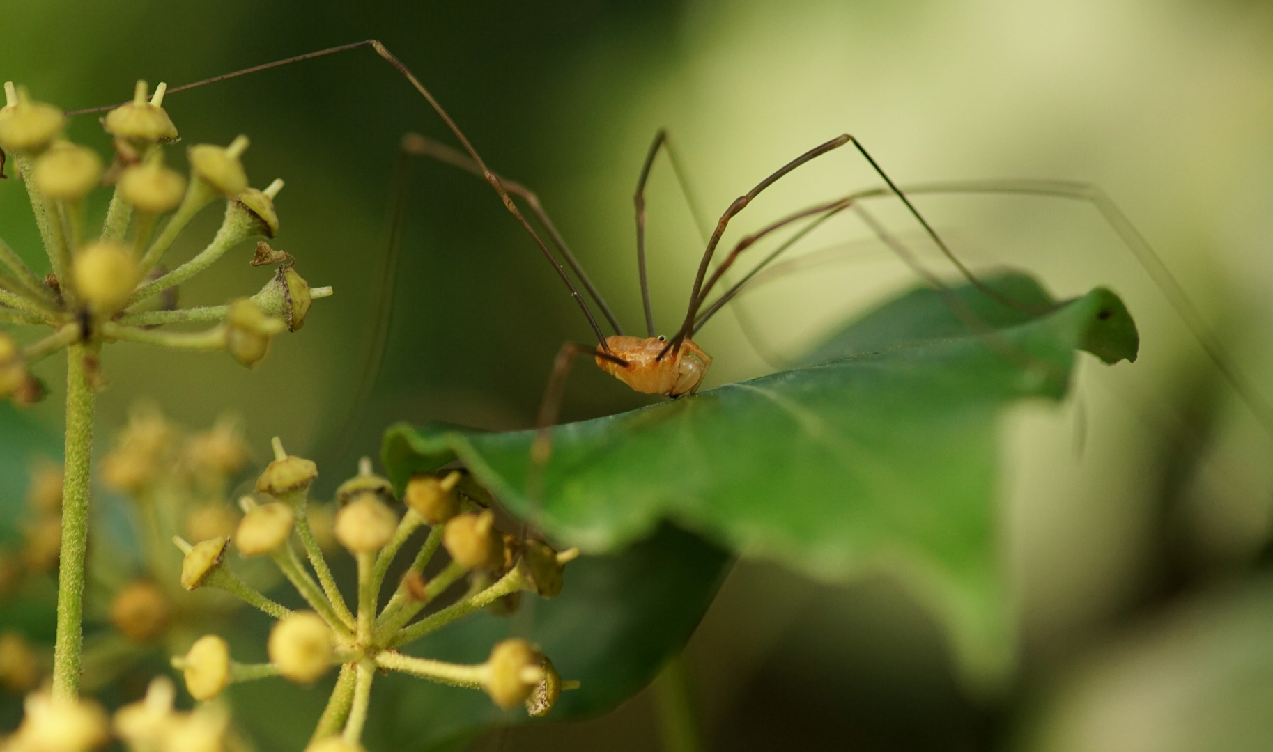 Weberknecht Foto & Bild | macro, nahaufnahme, spider Bilder auf ...
