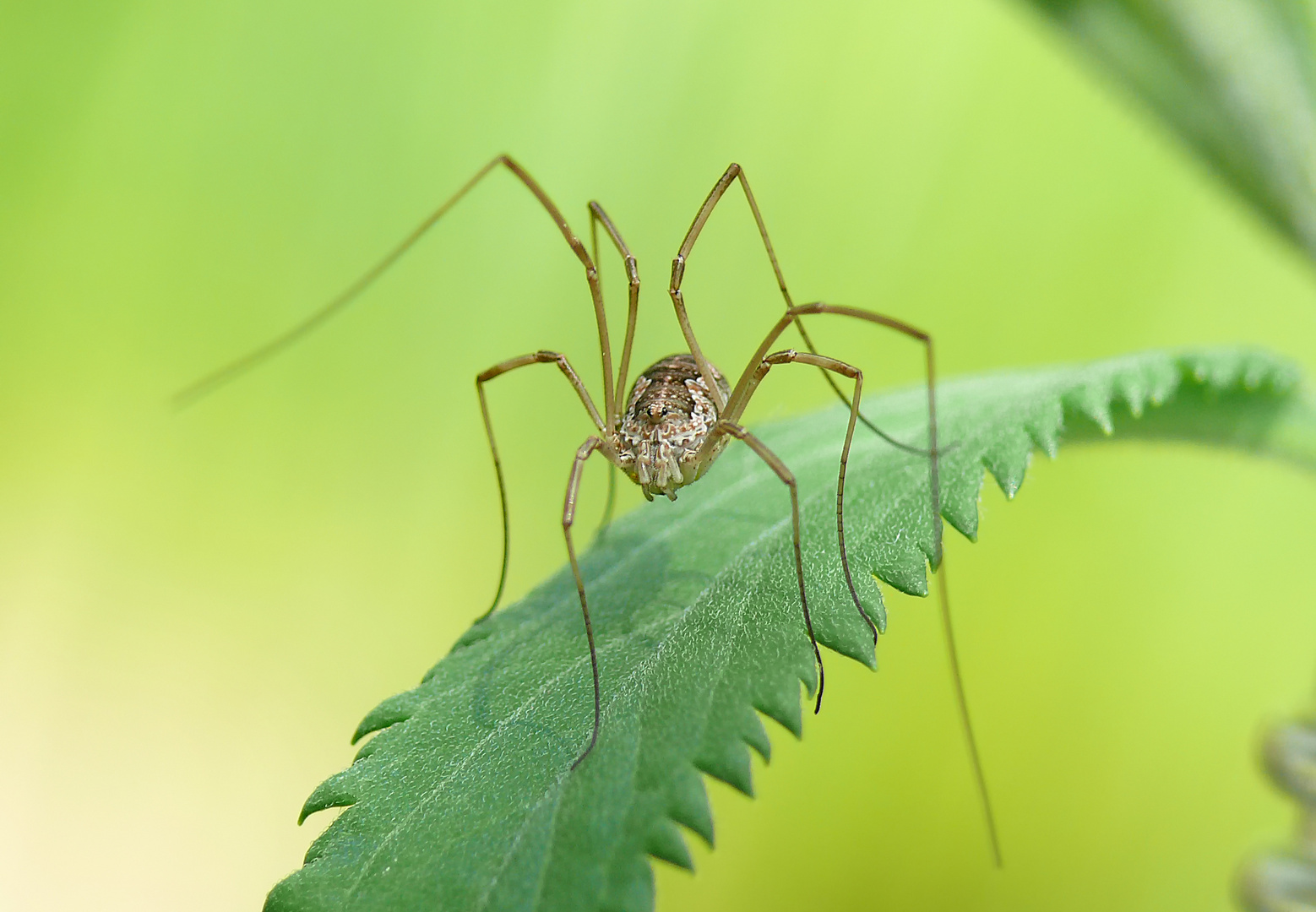 Weberknecht Foto & Bild | natur, tiere, wildlife Bilder auf fotocommunity