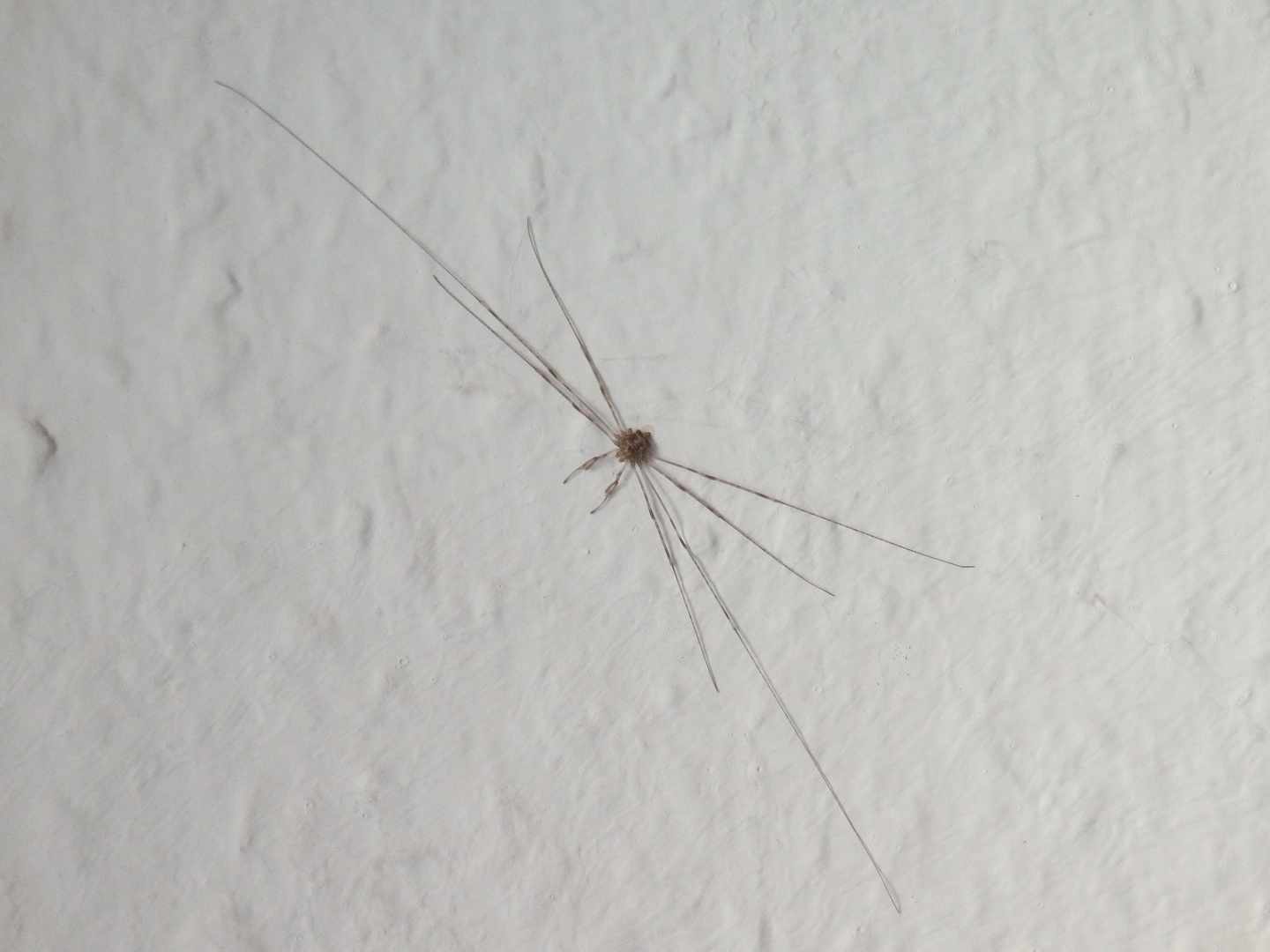 Weberknecht Dicranopalpus ramosus Foto & Bild | natur, tiere, wildlife ...