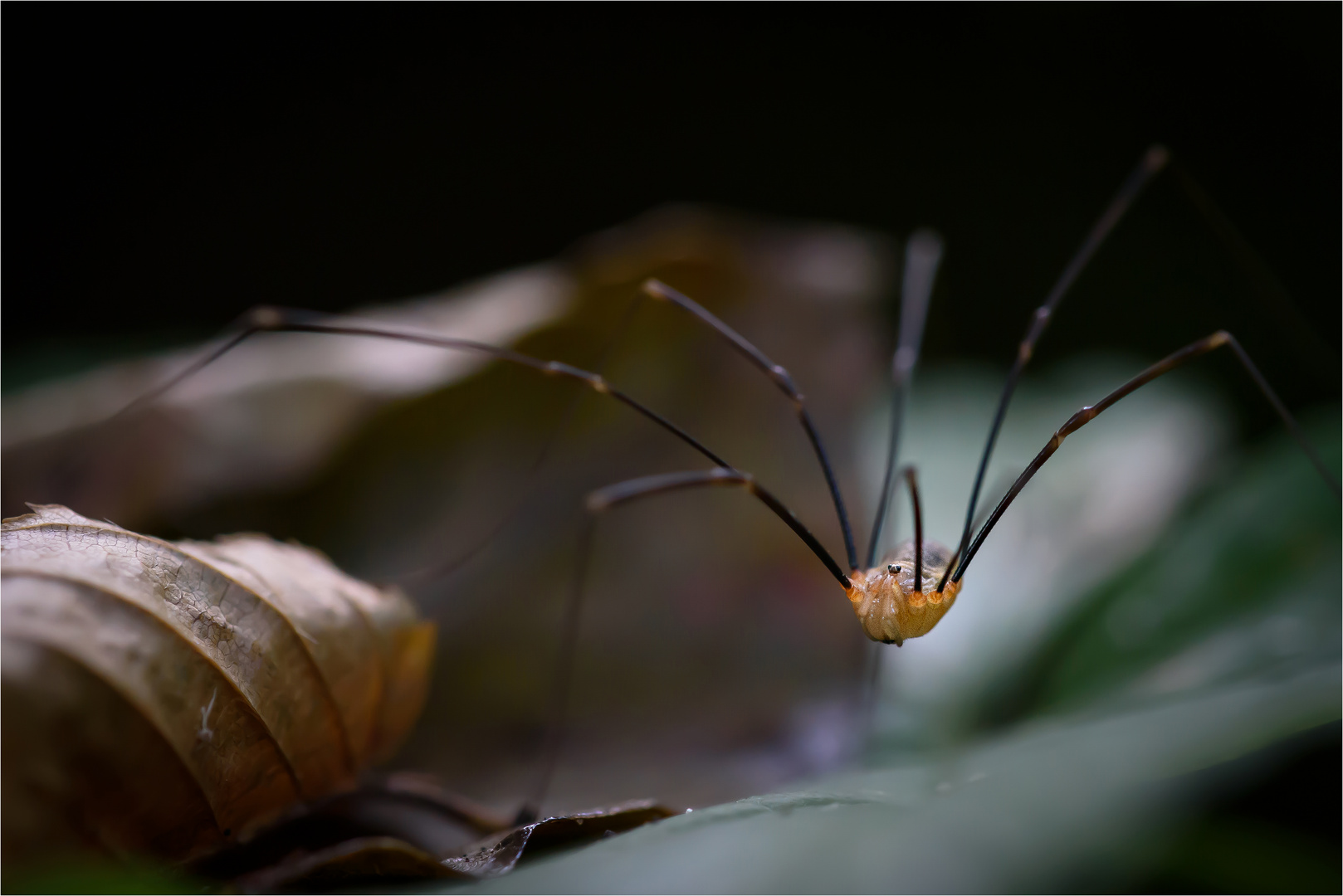 Weberknecht Foto & Bild | tiere, wildlife, wildlife: sonstige tiere ...