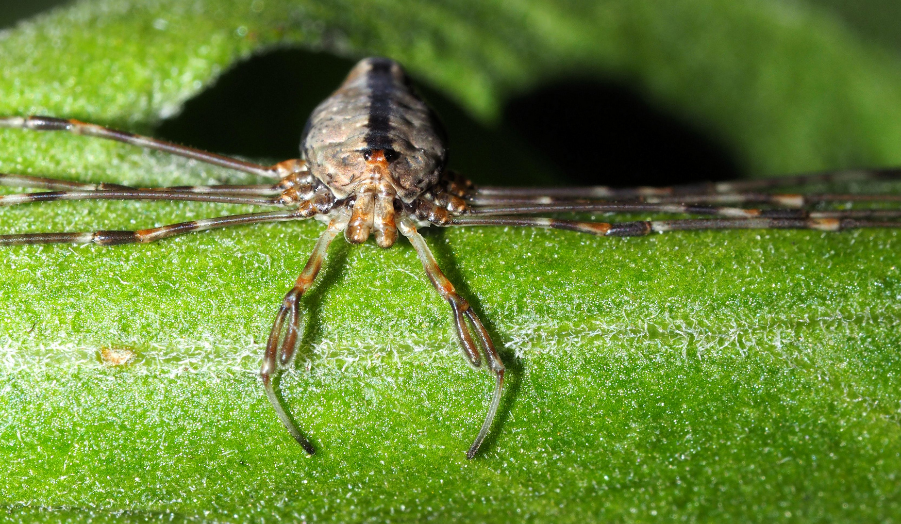 Weberknecht Foto & Bild | natur, wildlife, spinnen Bilder auf fotocommunity