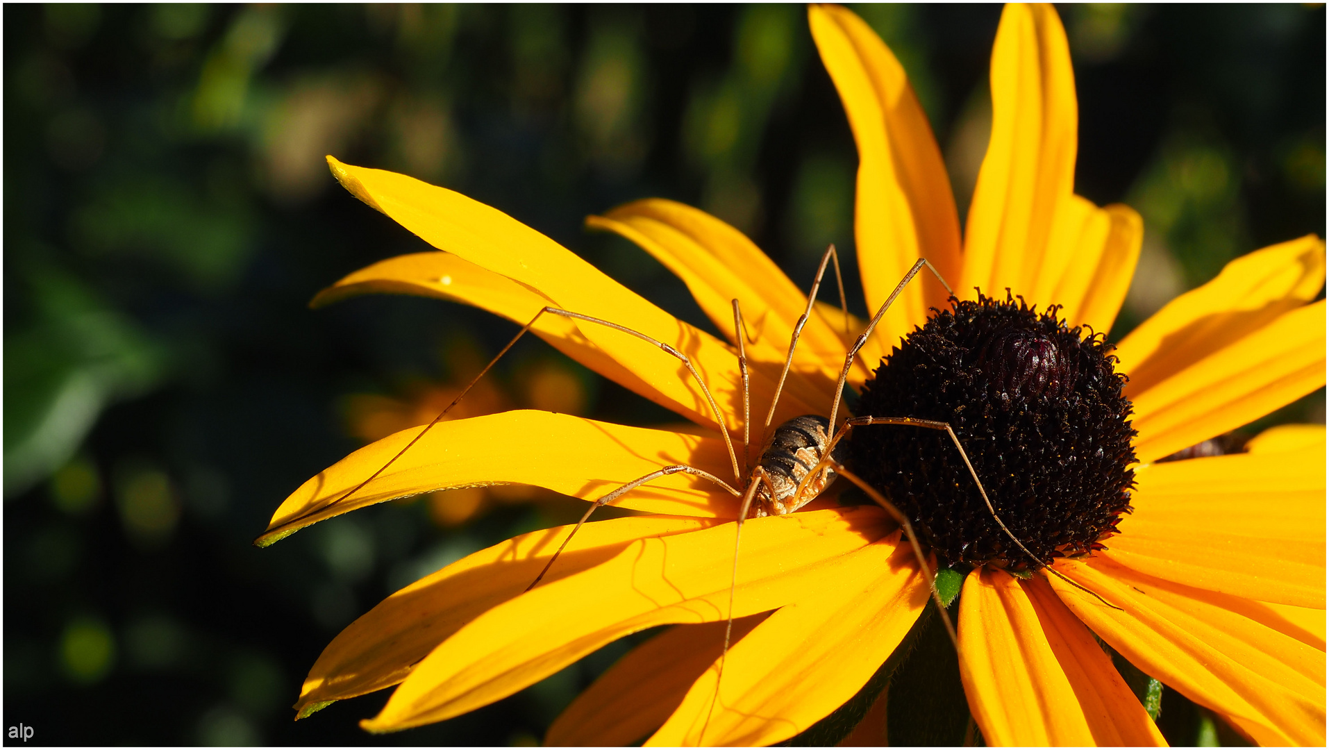 Weberknecht Foto & Bild | insekten, spinne weberspinne weberknecht ...