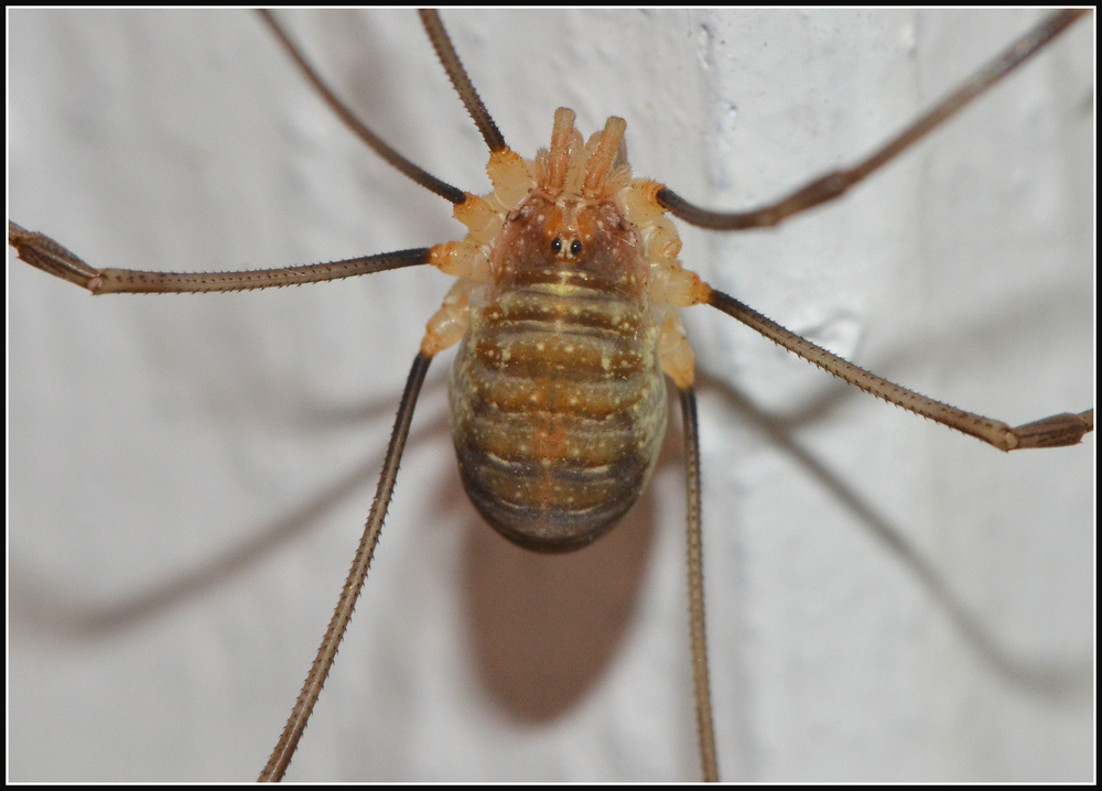 Weberknecht Foto & Bild | tiere, wildlife, spinnen Bilder auf fotocommunity