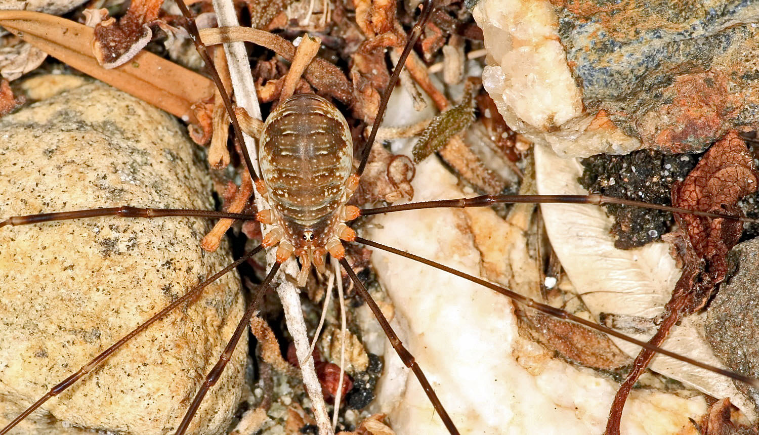 Weberknecht Foto & Bild | spinnen, fotos, natur Bilder auf fotocommunity