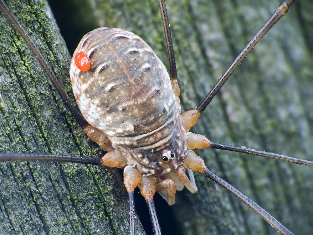 Weberknecht mit Gast Foto & Bild | tiere, wildlife, spinnen Bilder auf ...