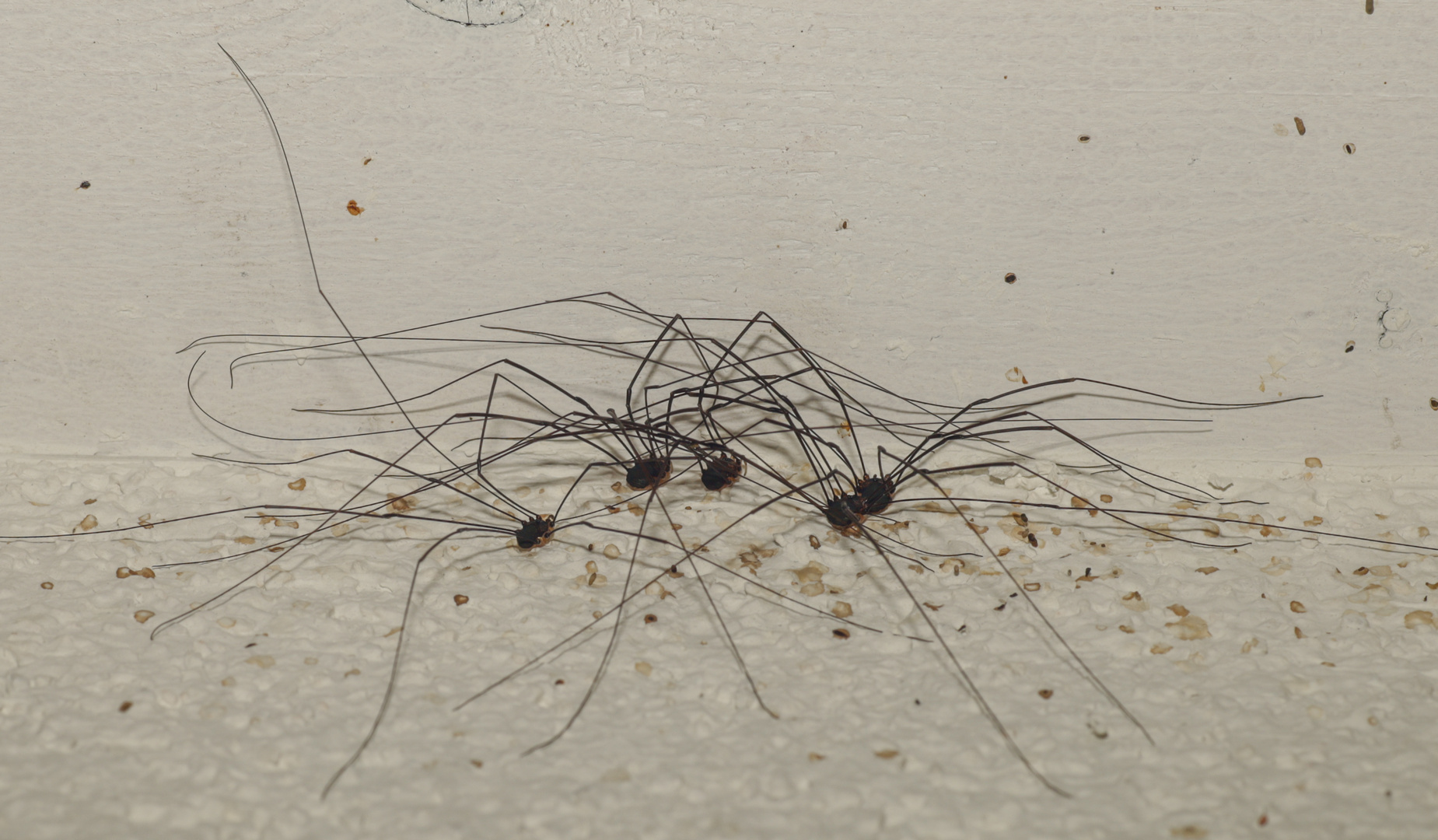 Weberknecht Spinnen Foto & Bild | natur, tiere, wildlife Bilder auf ...