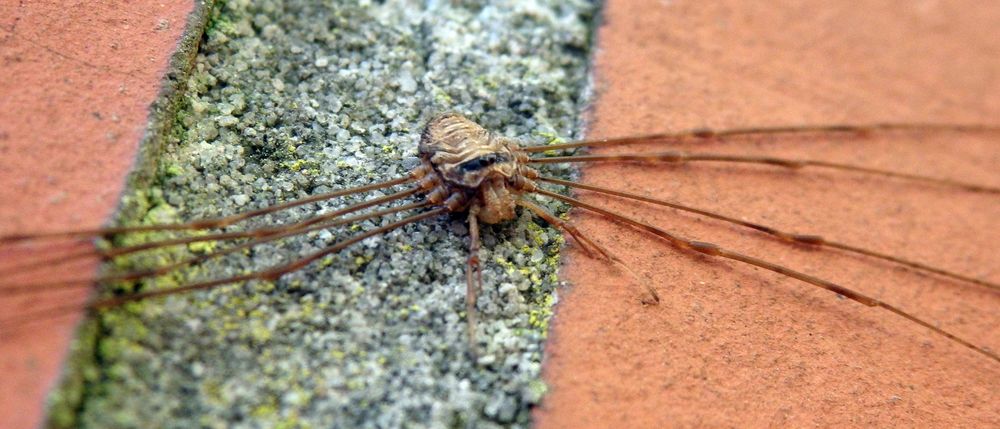 Weberknecht - Streckfuß (Dicranopalpus ramosus) Foto & Bild | tiere ...