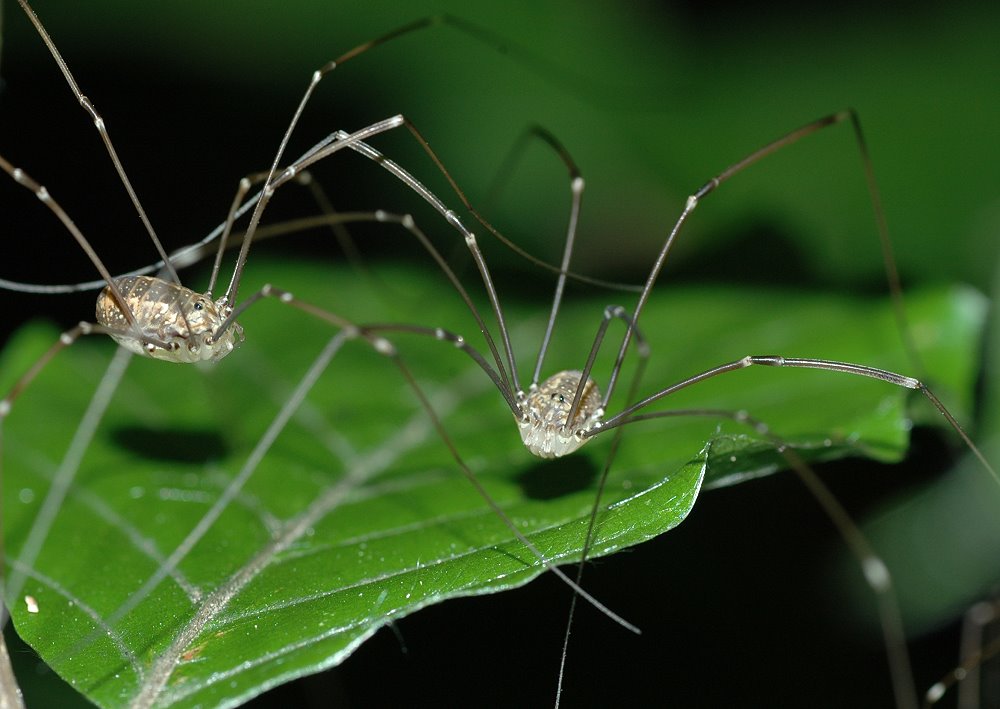 Weberknechte im Dialog Foto & Bild | tiere, wildlife, spinnen Bilder ...