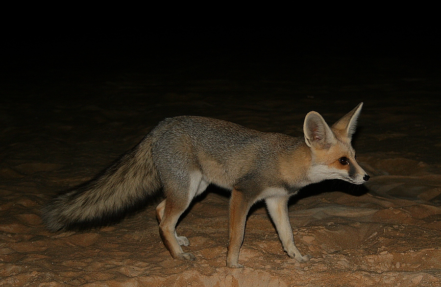 Weder Schakal noch Fenek Foto & Bild | landschaft, wüste, natur Bilder ...