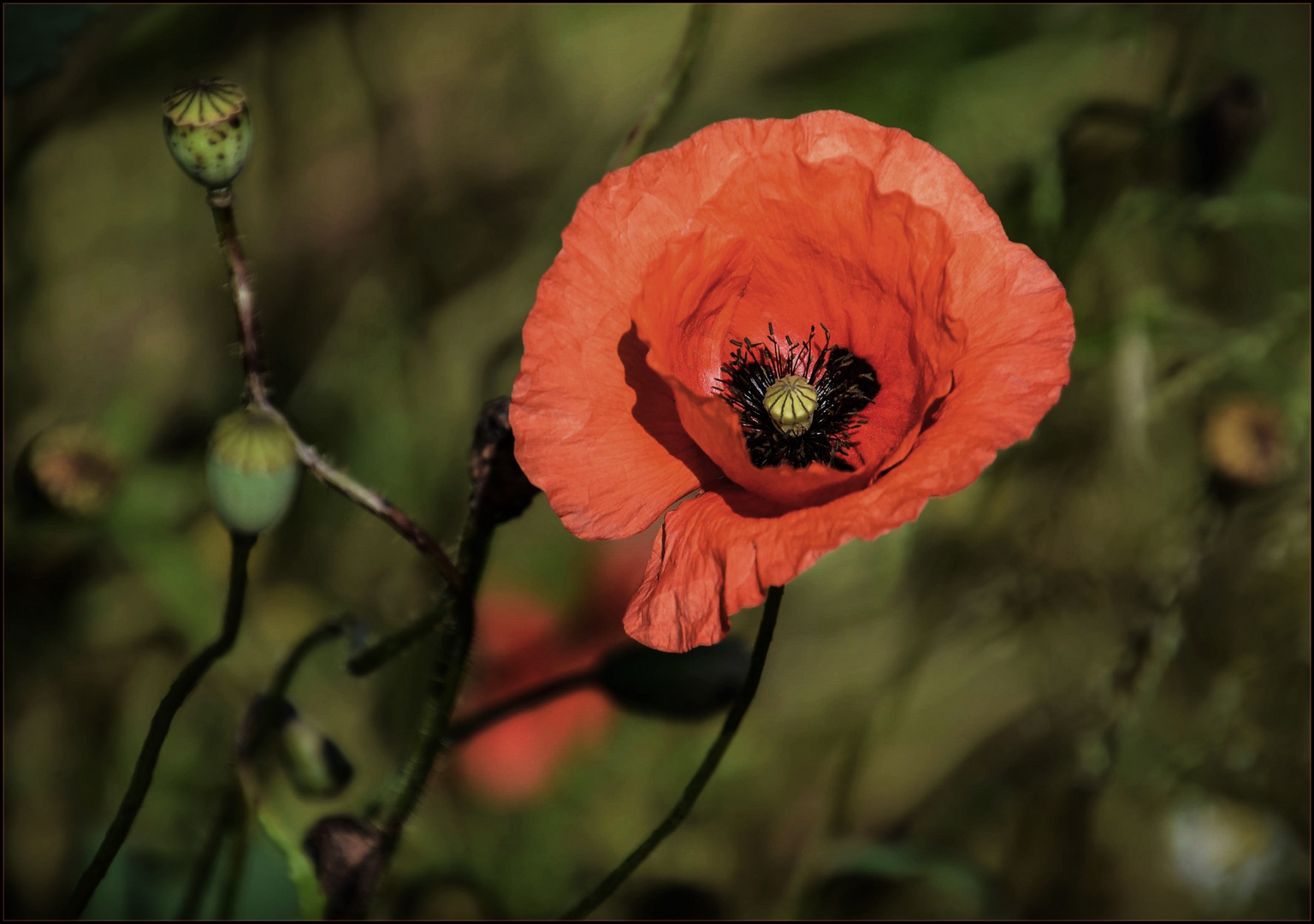 Weekend-Poppy Foto & Bild | pflanzen, pilze & flechten, landschaft ...