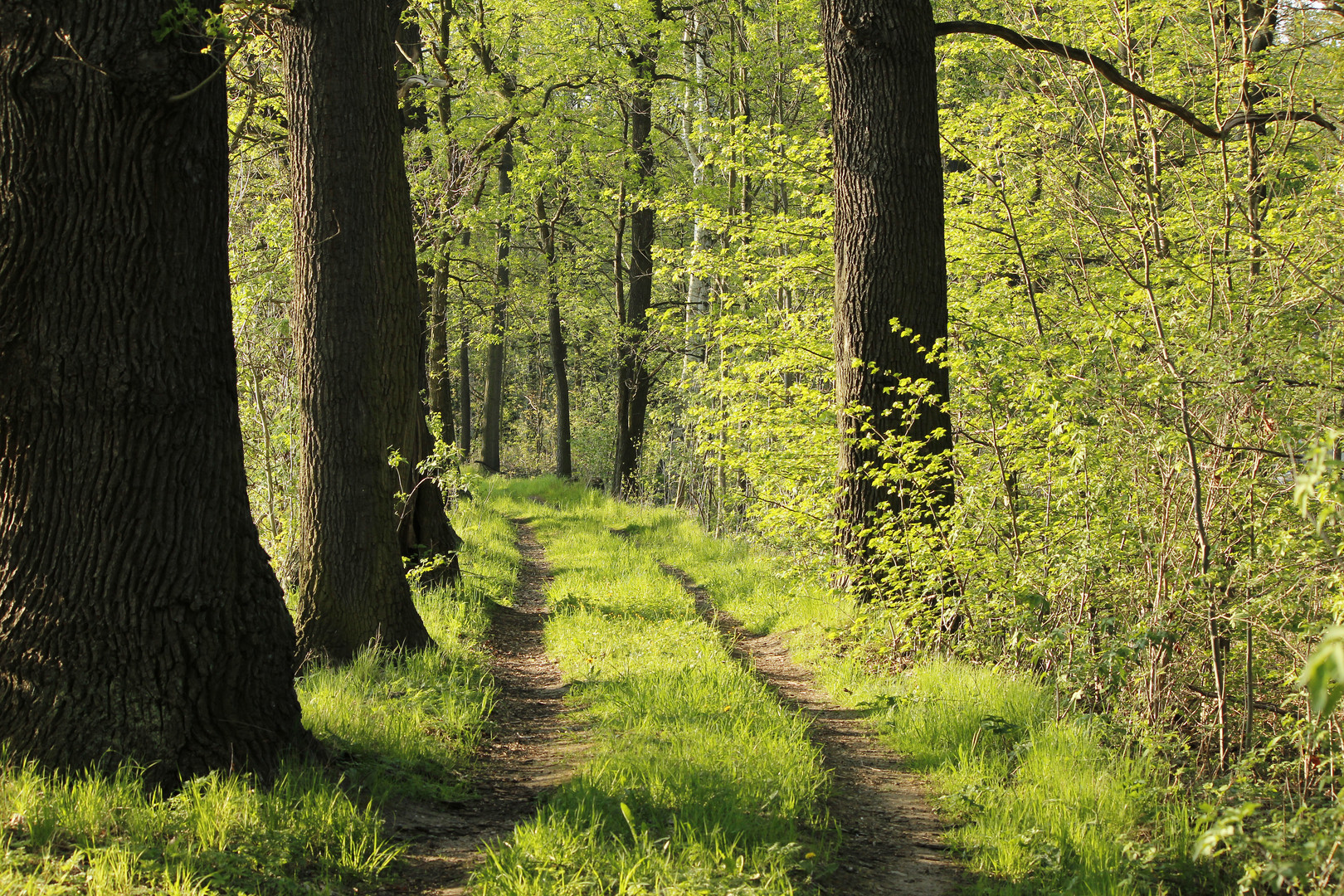 Weg Foto & Bild | landschaft, natur Bilder auf fotocommunity