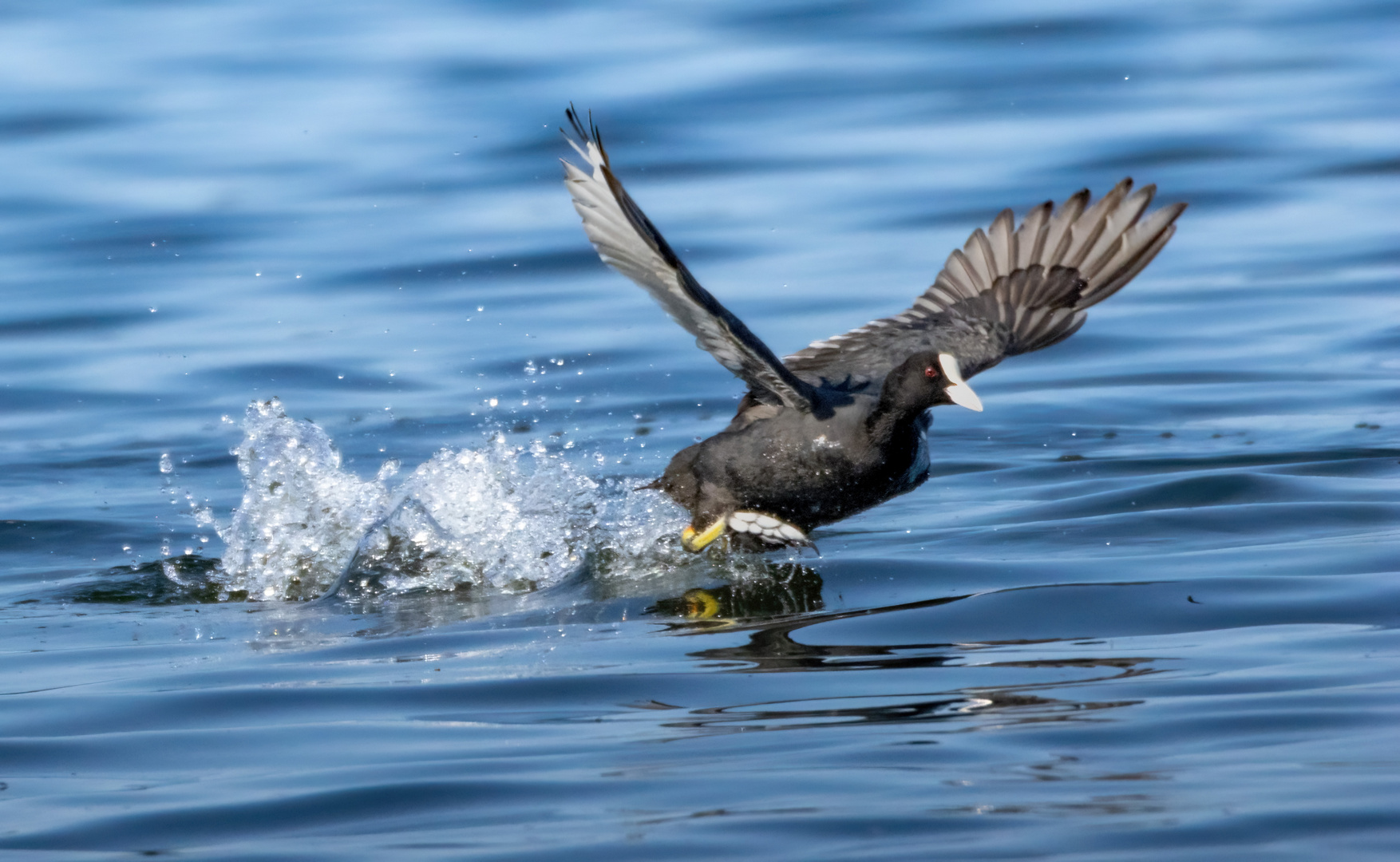 Weg da, ich habe eilig! Foto & Bild | wasser, vögel, wild Bilder auf ...