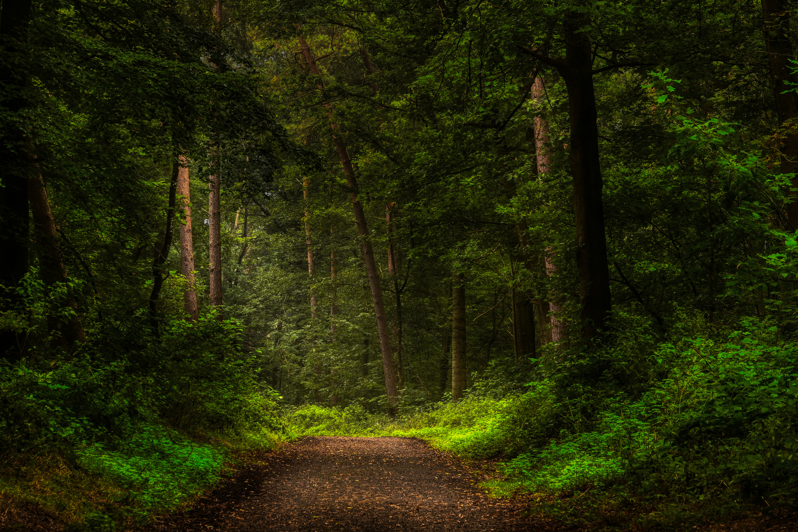 Weg im Wald Foto & Bild | landschaft, jahreszeiten, sommer Bilder auf ...