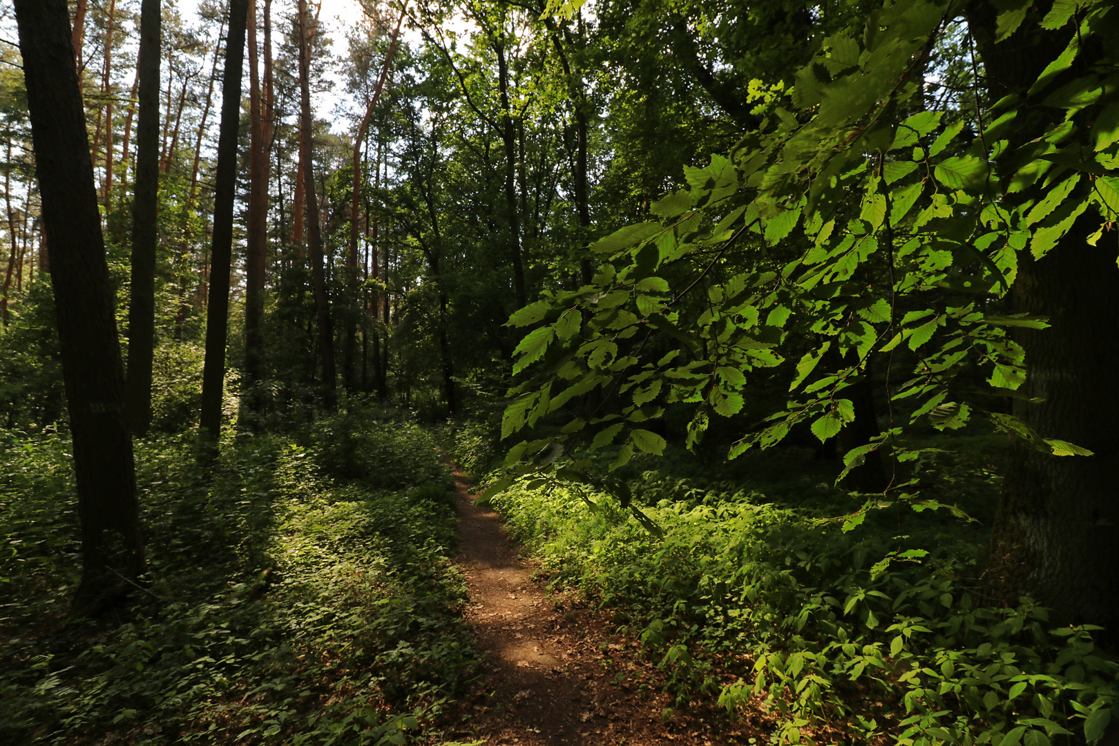 Weg im Wald Foto & Bild | forst, wald, sommer Bilder auf fotocommunity