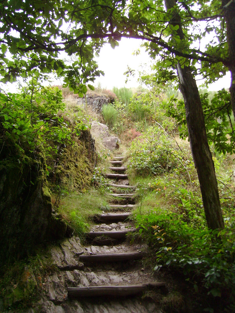 Weg im Wald Foto & Bild | landschaft, wald, natur Bilder auf fotocommunity